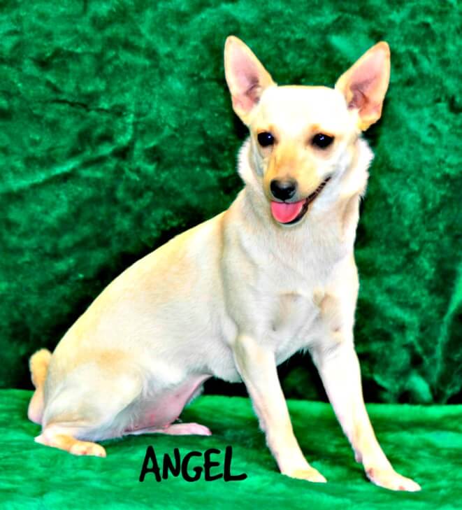 Angel - Rescue Ranch Inc.
