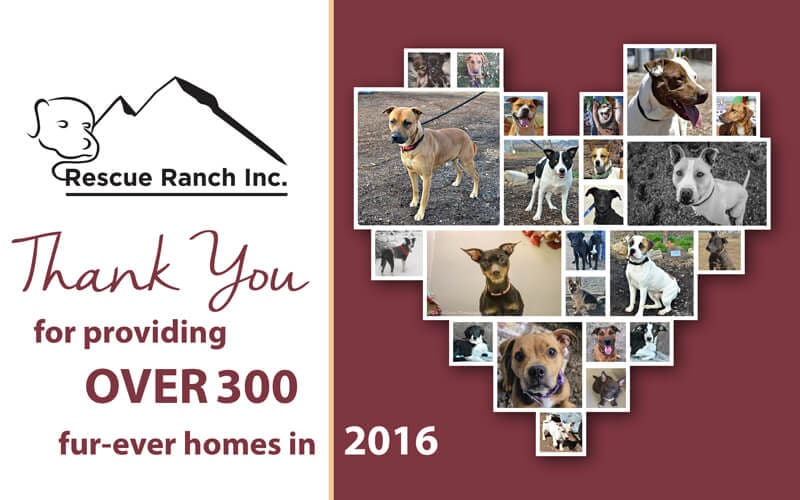 Online streaming Rescue Ranch in english with subtitles in 720 - herehfil