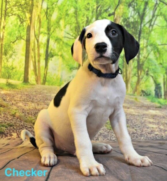 Available Puppies - Rescue Ranch Inc.