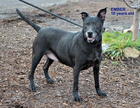 Ember - Rescue Ranch Inc.