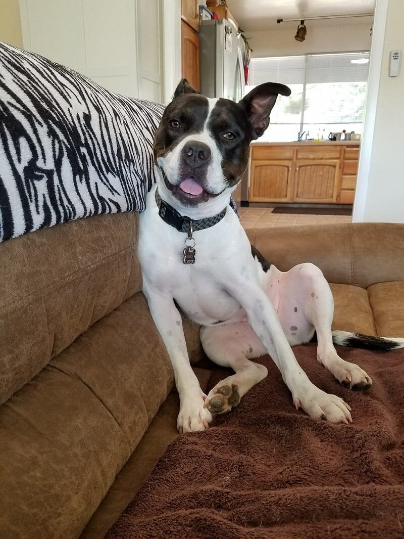 Beautiful Mercy - Rescue Ranch Inc.