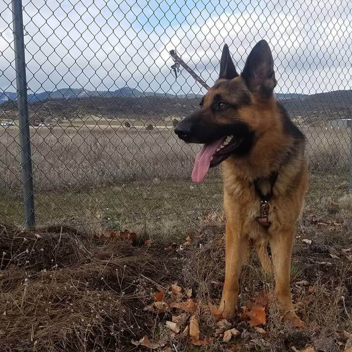 Rescue Ranch Yreka added a new photo. - Rescue Ranch Inc.