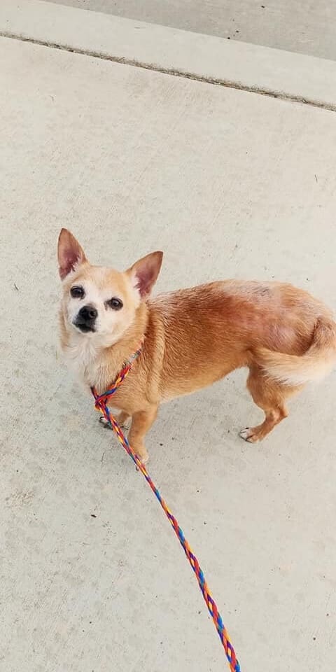 TAP: City of Tracy Animal Shelter Dogs Needing Rescue or Adoption ...