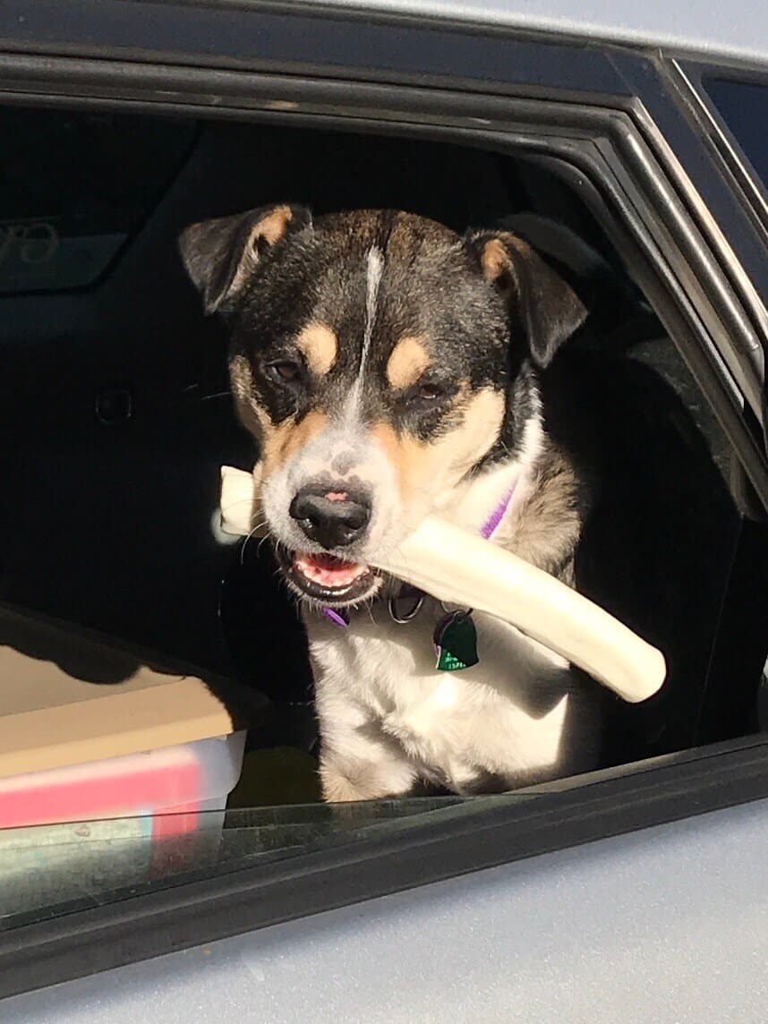 Furever Home - Take 2! - Rescue Ranch Inc.