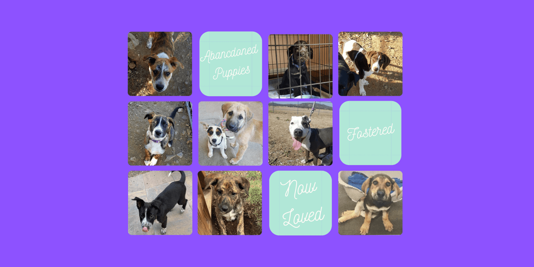 Home - Rescue Ranch Inc.