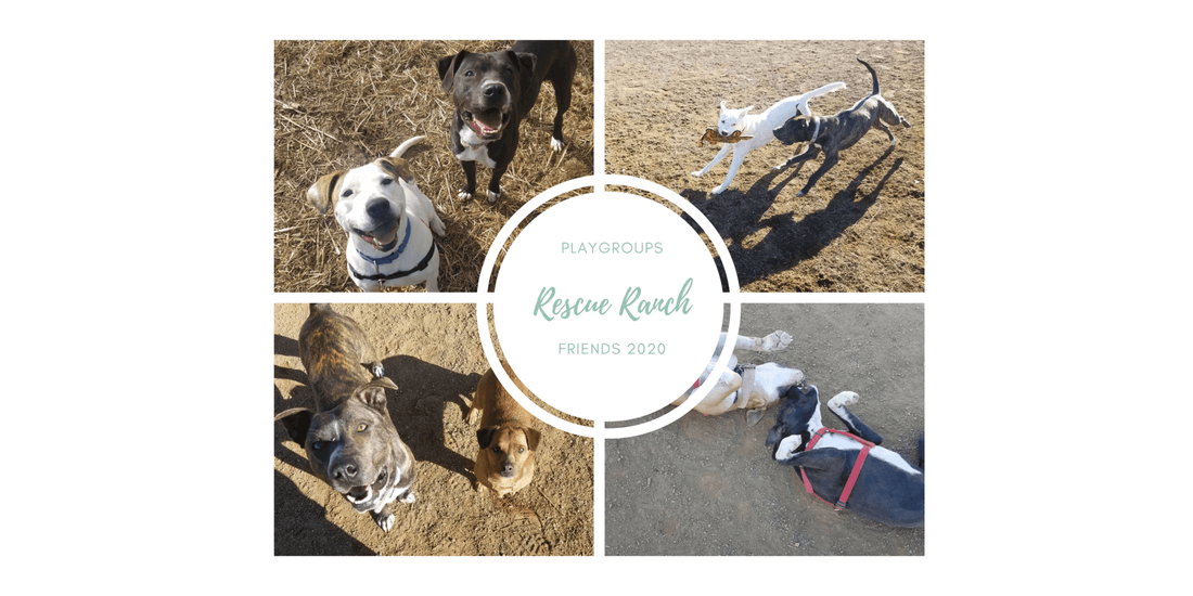 Home - Rescue Ranch Inc.