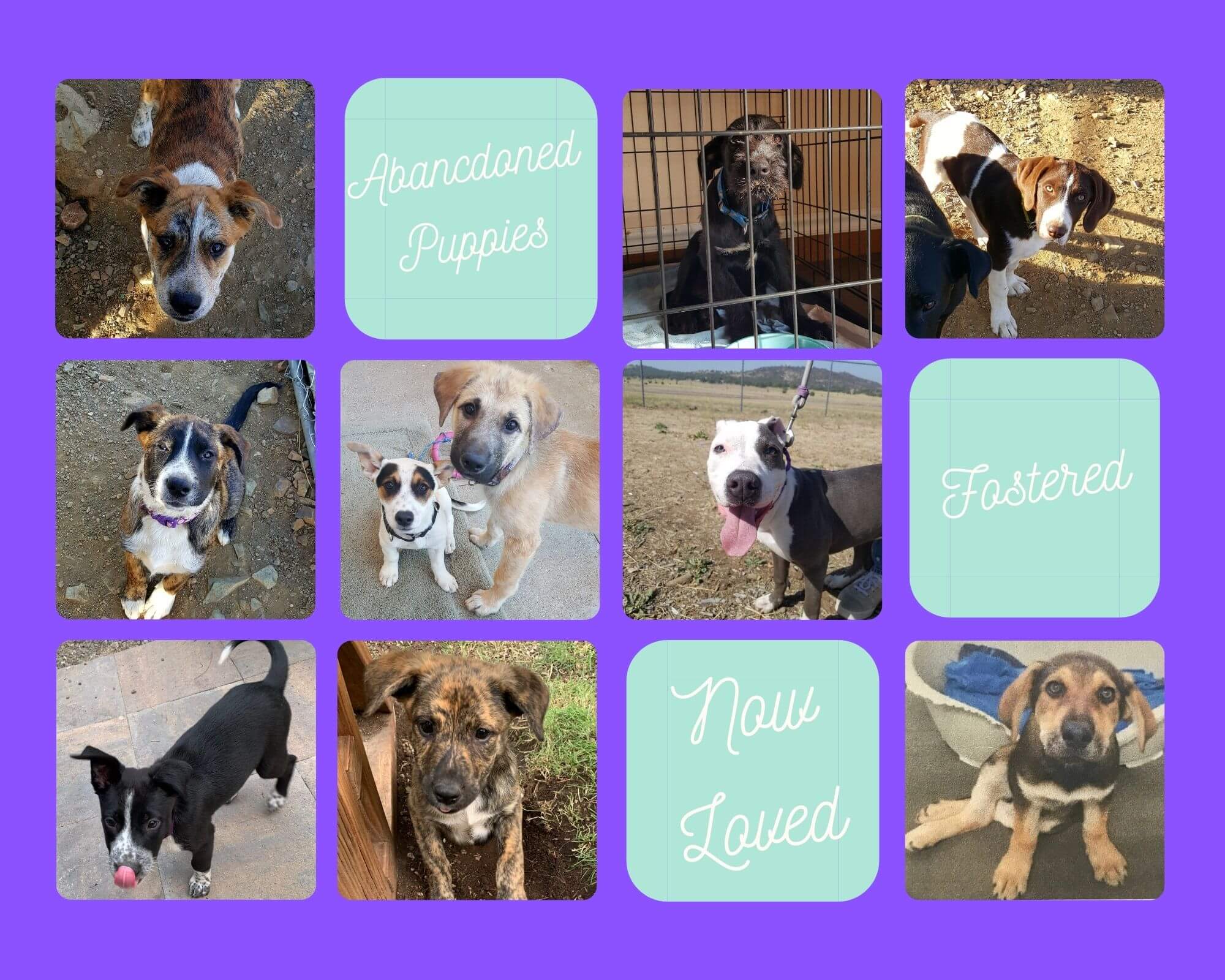 Dog Adoption at Rescue Ranch Inc. | No Kill Organization