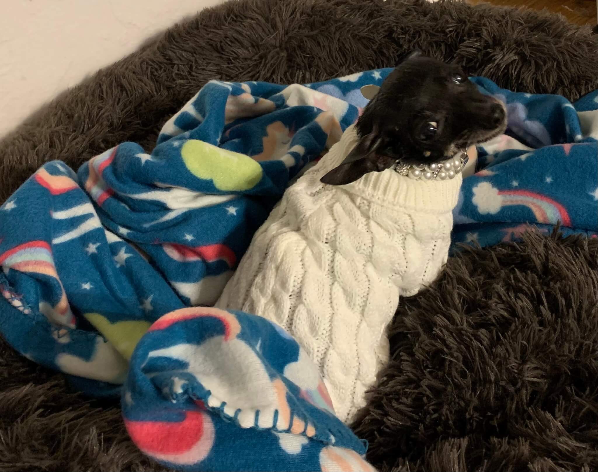 Babsi Boopsie - Rescue Ranch Inc.