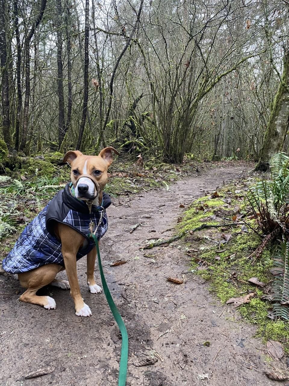 Rehome: Cuddle Bug wrapped in a dog named Bindi Roo - Rescue Ranch Inc.