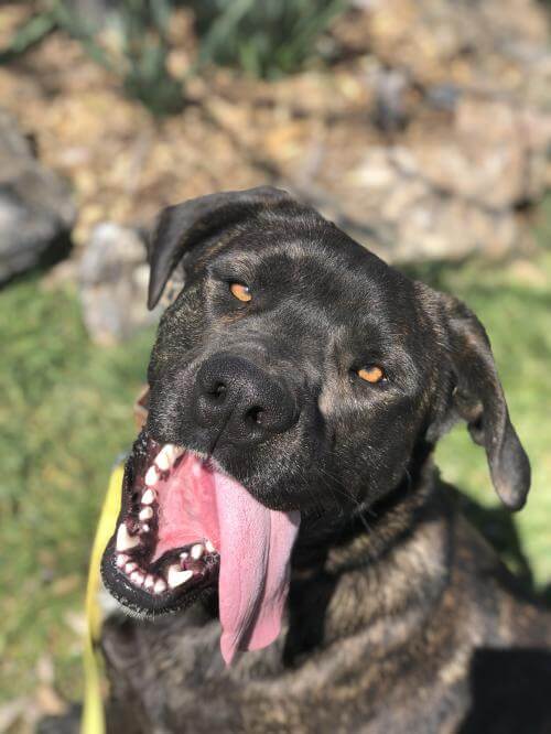 Available Adults - Rescue Ranch Inc.