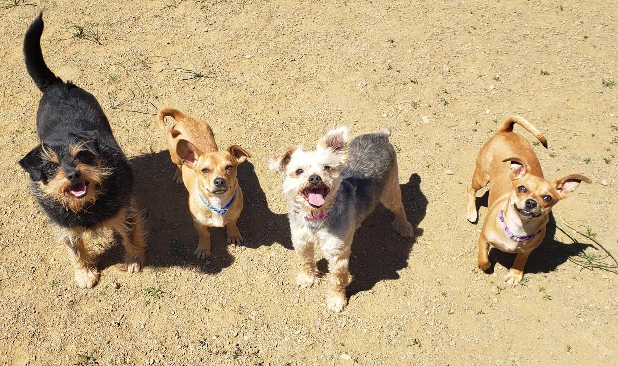 Dog Adoption at Rescue Ranch Inc. | No Kill Organization