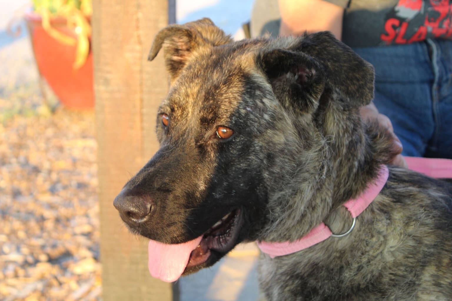 IMG_8932 - Rescue Ranch Inc.