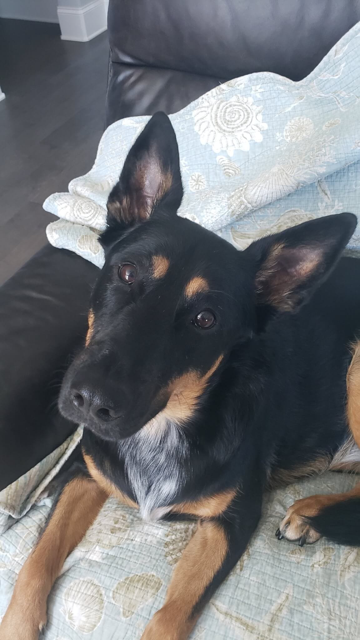 Rehome: Most loyal sweet Maggie - Rescue Ranch Inc.