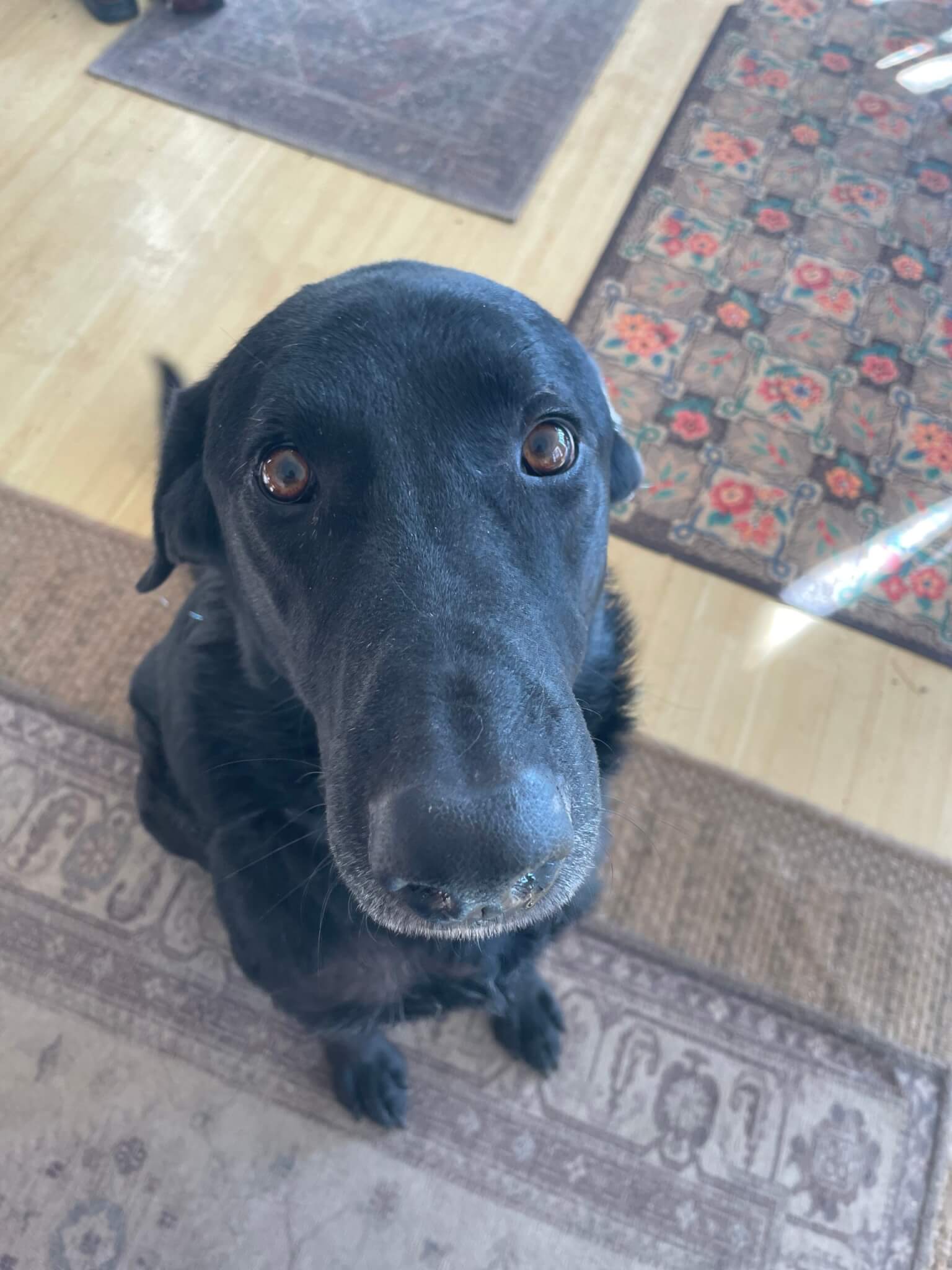 Wonderful family dog looking for love! - Rescue Ranch Inc.