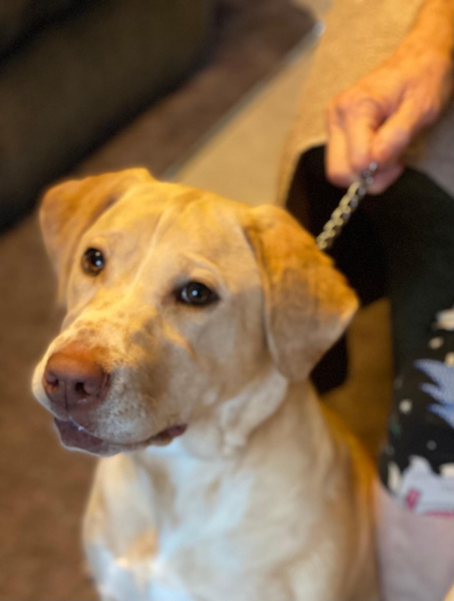 Angel - Rescue Ranch Inc.