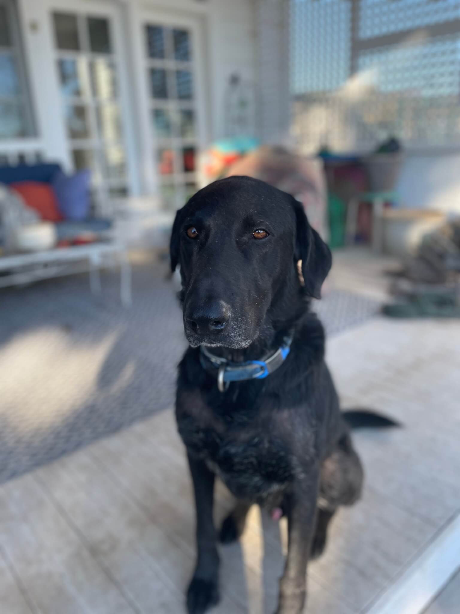 Wonderful family dog looking for love! - Rescue Ranch Inc.