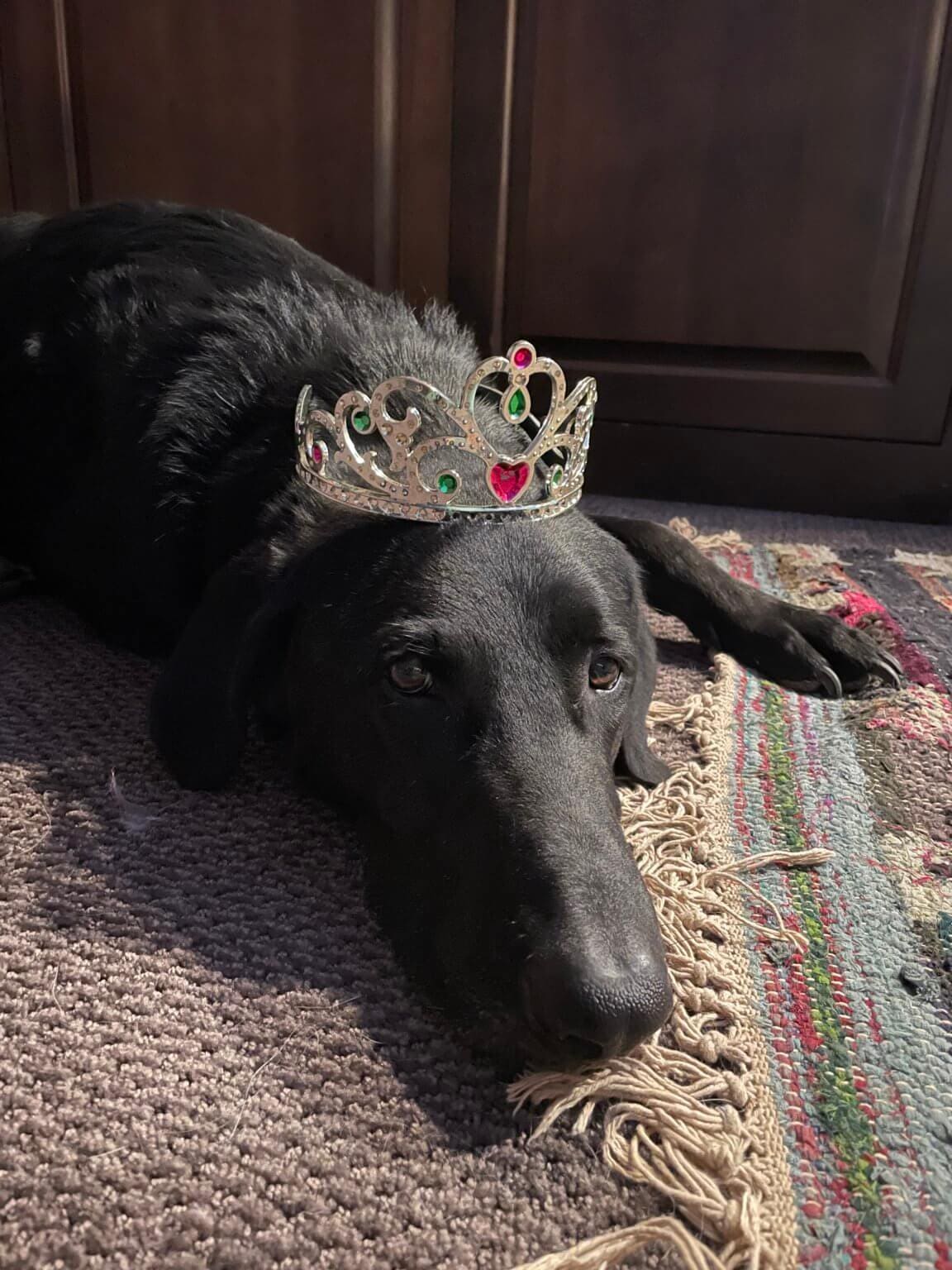 Wonderful family dog looking for love! - Rescue Ranch Inc.