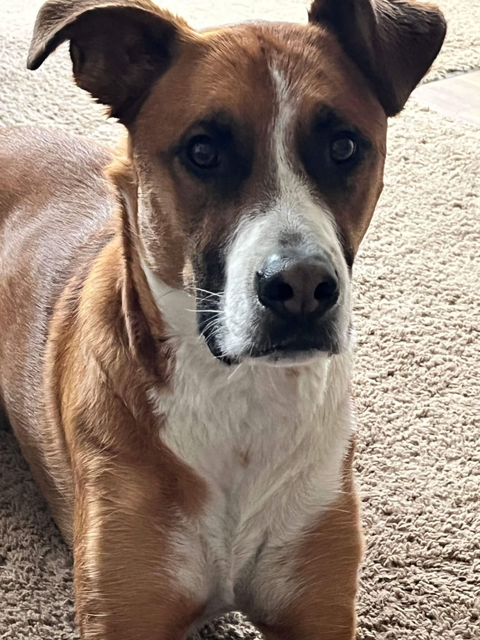 Baker deserves more than what I can give him! - Rescue Ranch Inc.