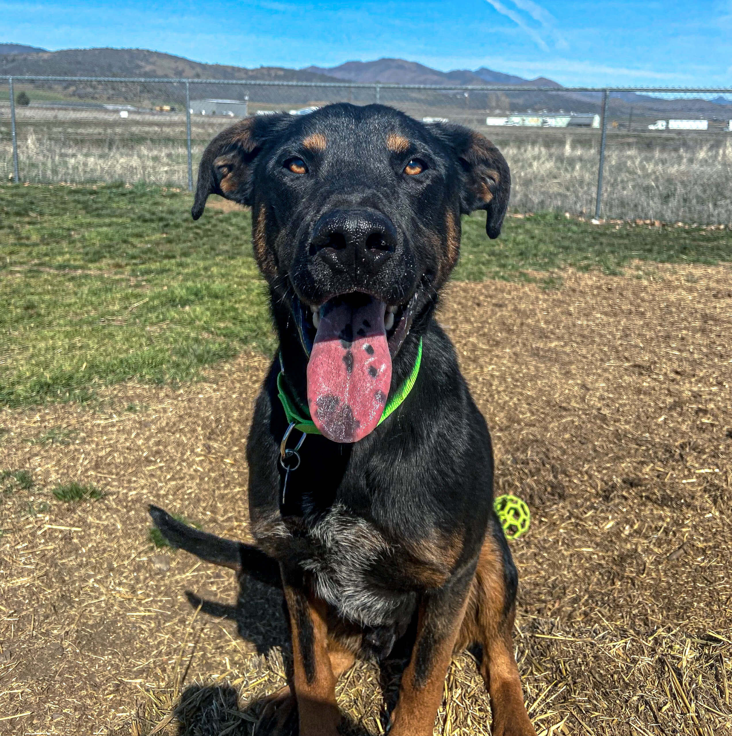 Meet Rusty (aka Knox) - Rescue Ranch Inc.