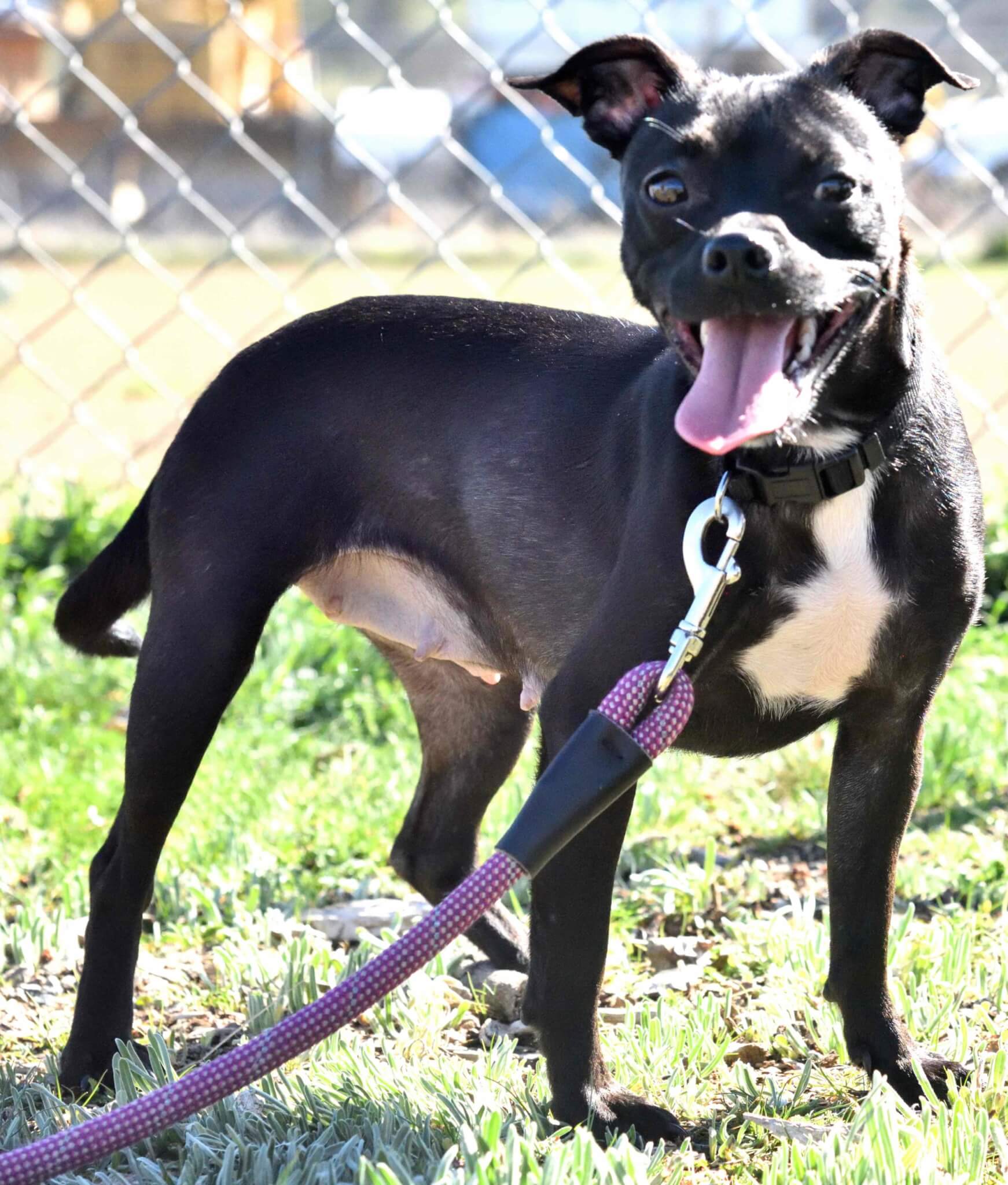 Meet Violet - Rescue Ranch Inc.