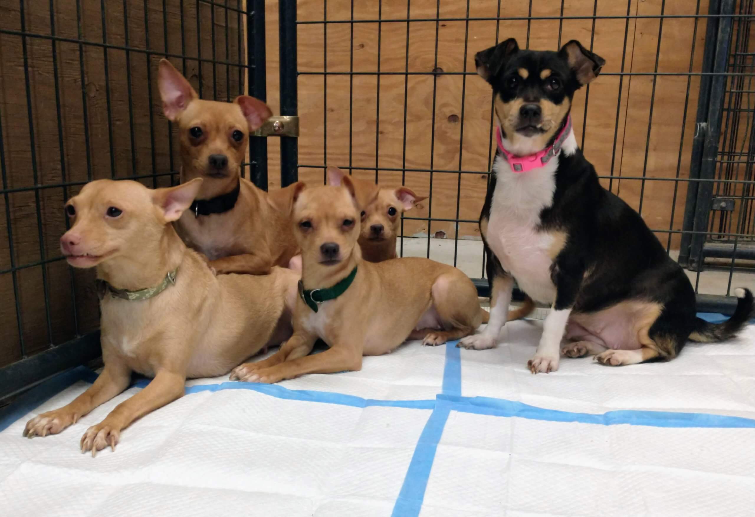 Operation Pomchi, Horading situation - Rescue Ranch Inc.