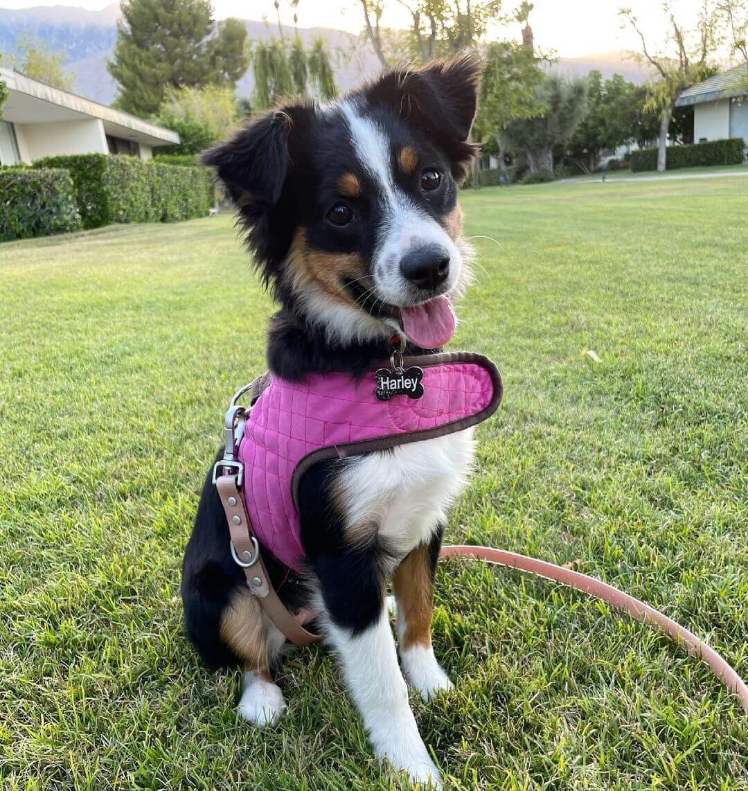 Mini Aussie Looking For A New Home - Rescue Ranch Inc.