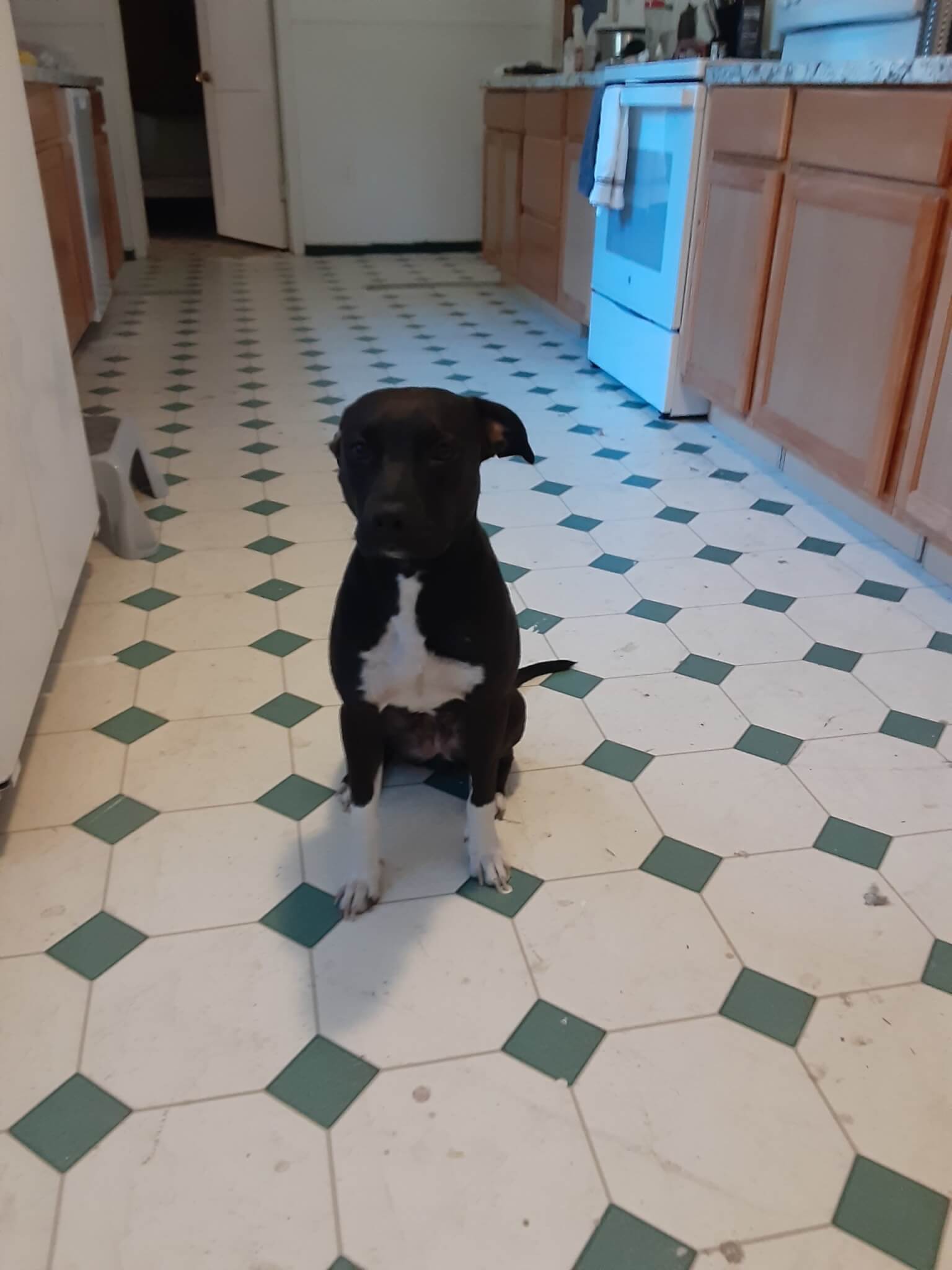 Princess needs a home - Rescue Ranch Inc.