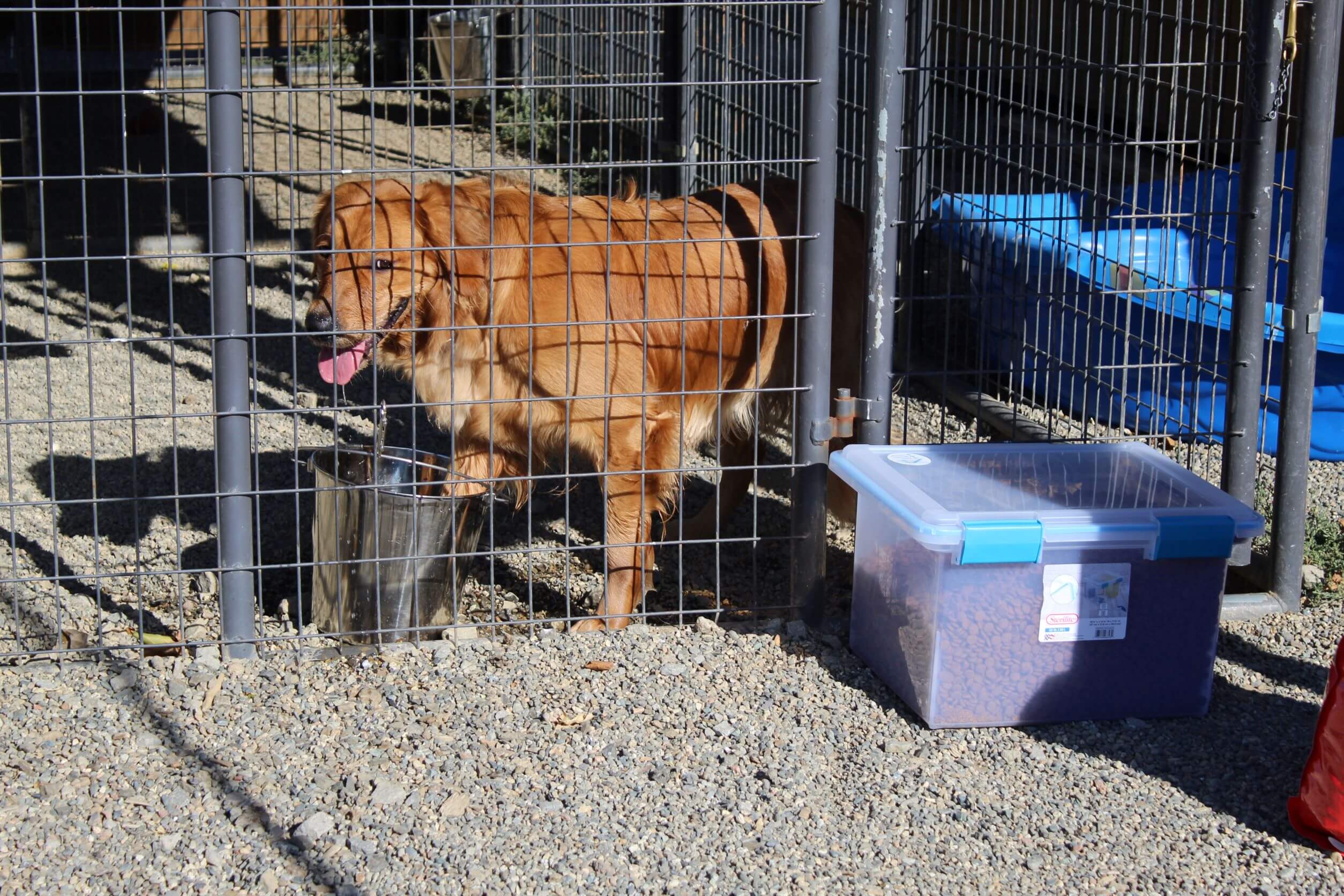 MIll Fire_Evacuee_Dogs_at Rescue Ranch - Rescue Ranch Inc.