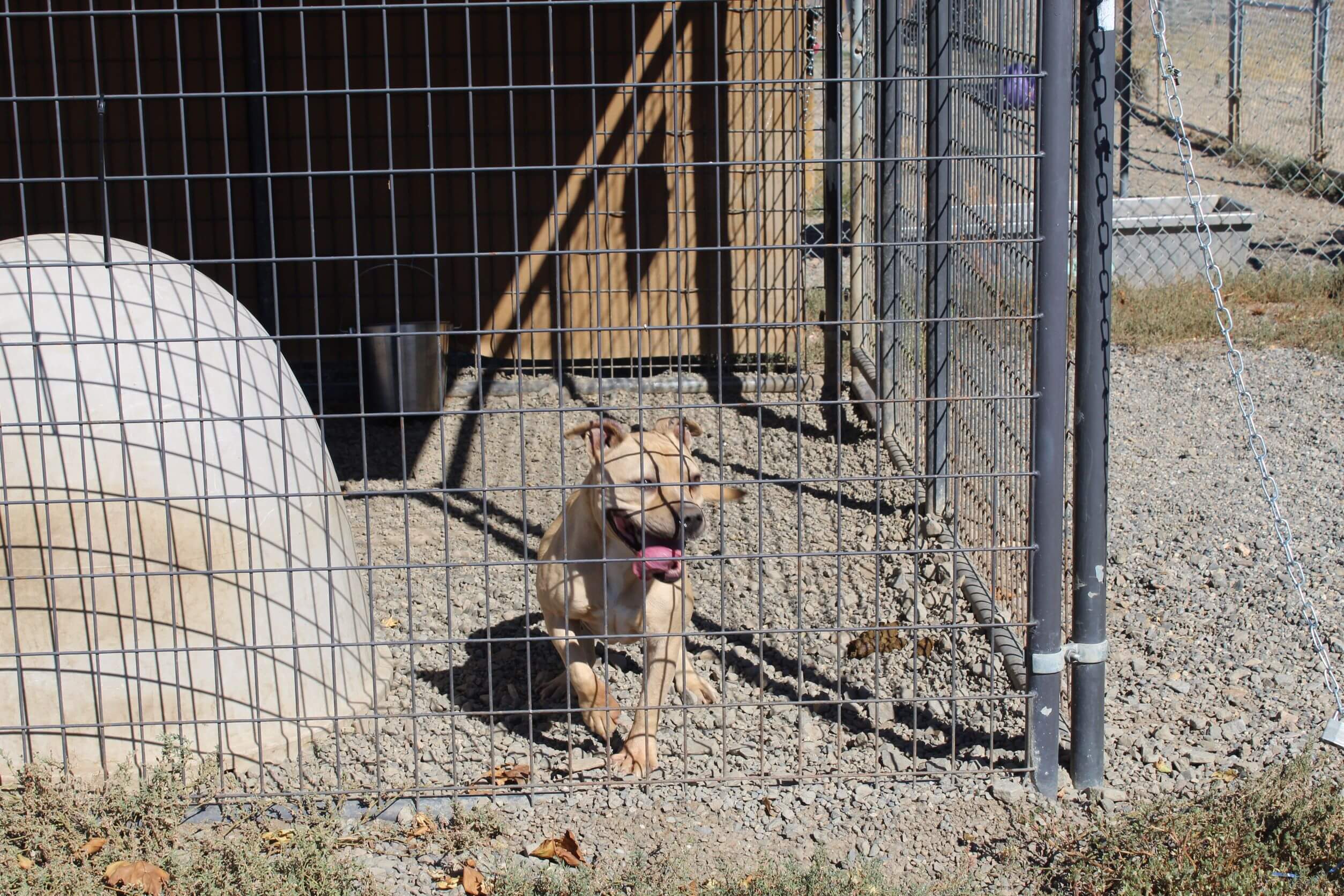 MIll Fire_Evacuee_Dogs_at Rescue Ranch_7 - Rescue Ranch Inc.