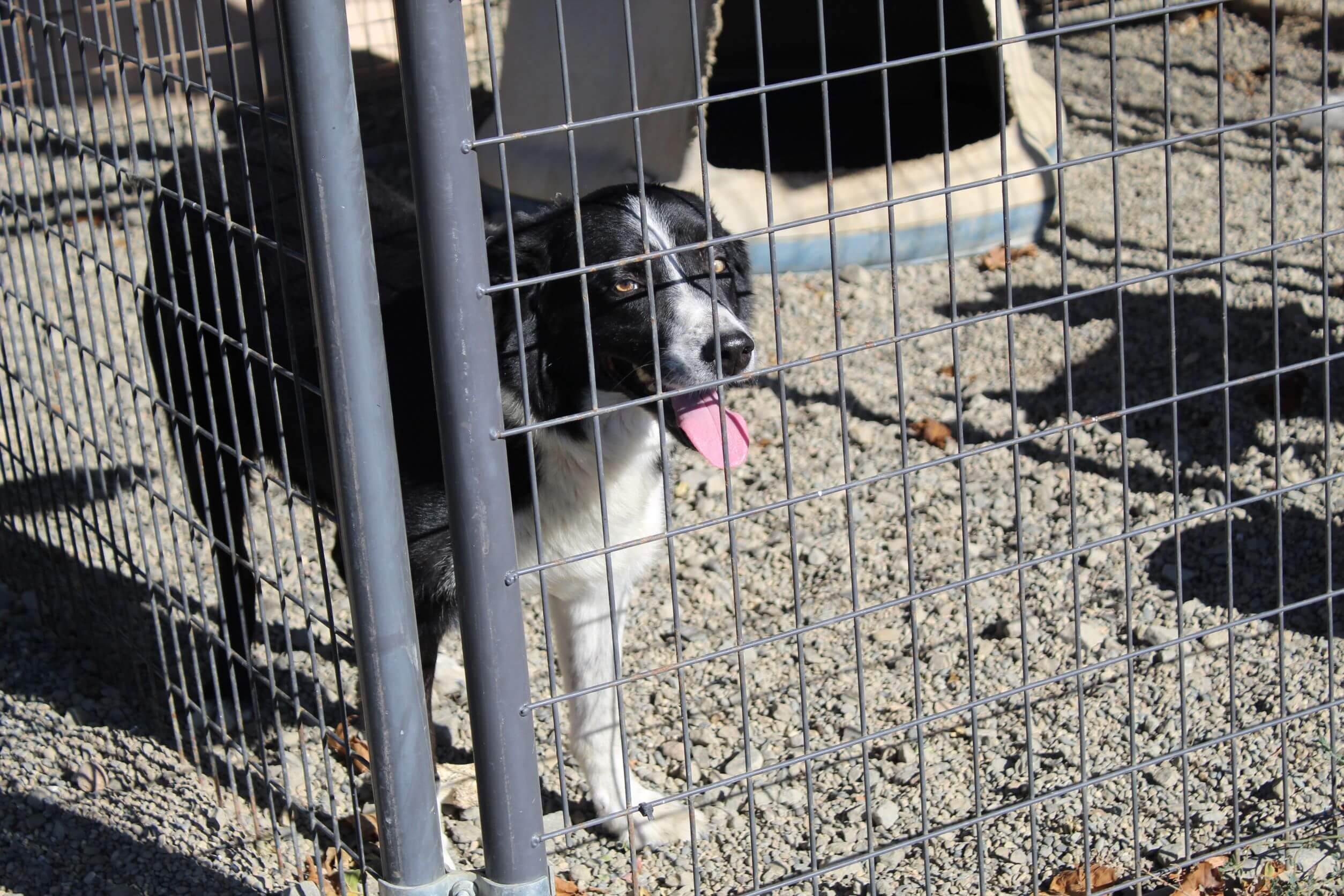 Mill Fire_Evacuee_Dogs_at Rescue Ranch_2. - Rescue Ranch Inc.