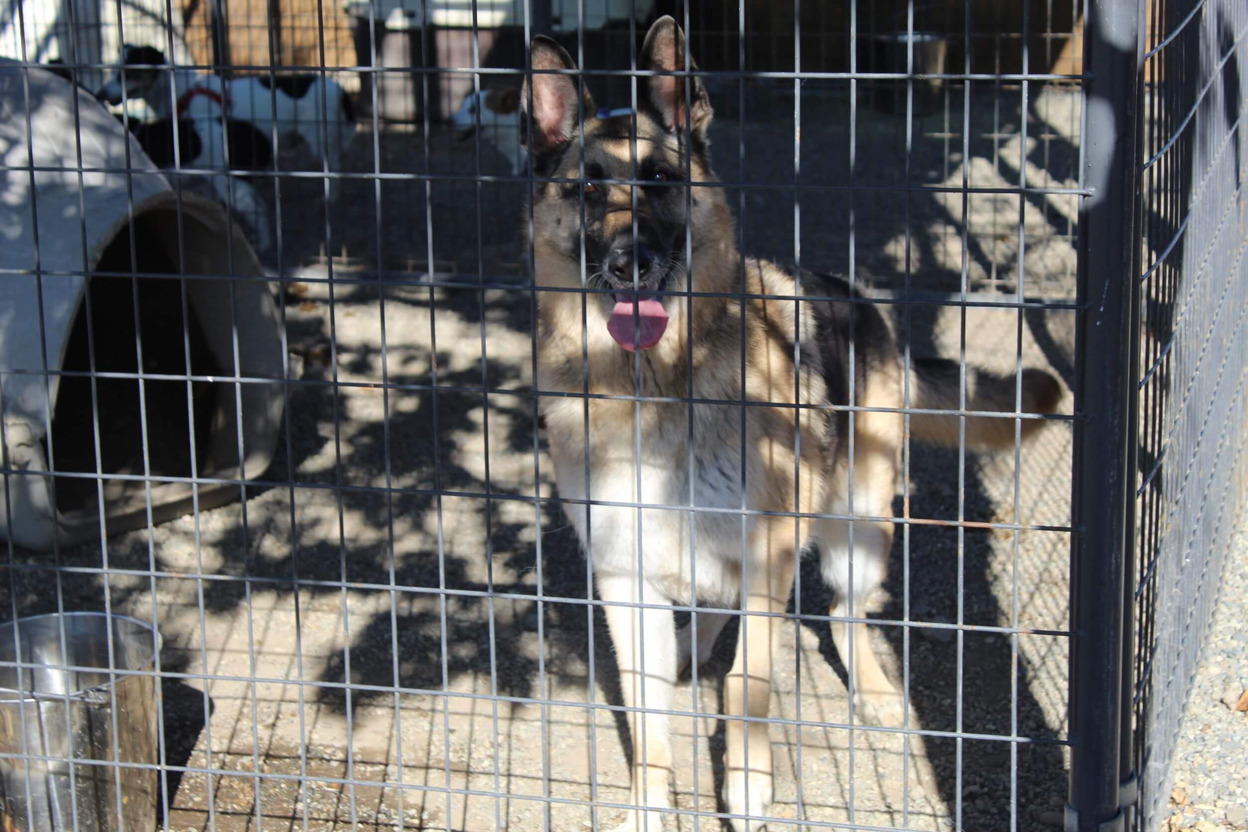 Mill Fire_Evacuee_Dogs_at Rescue Ranch_3 - Rescue Ranch Inc.