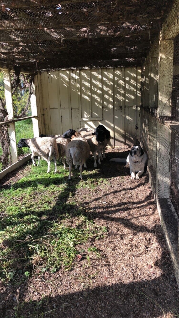 Hank - Livestock Guardian Dog - Rescue Ranch Inc.