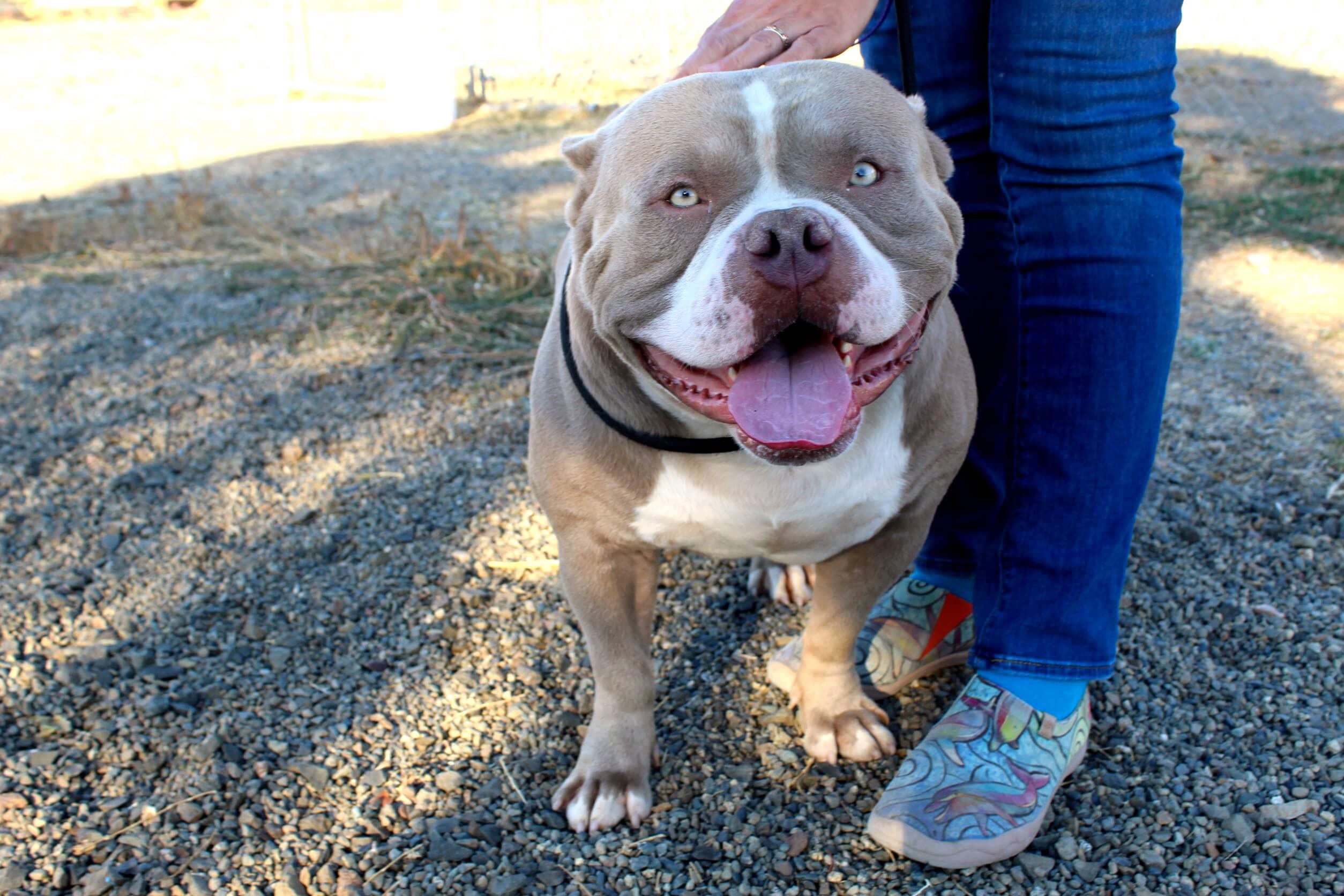 Pit Bulls Are Good Dogs, We Accept All Breeds At Rescue Ranch