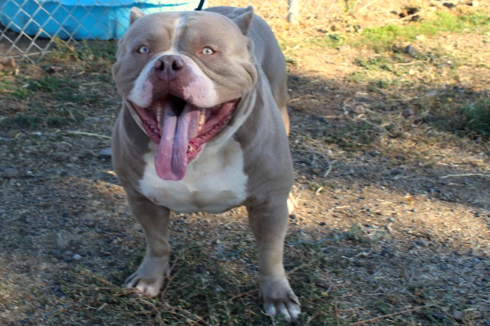 Heavey Metal a rescue boarder American bully - Rescue Ranch Inc.