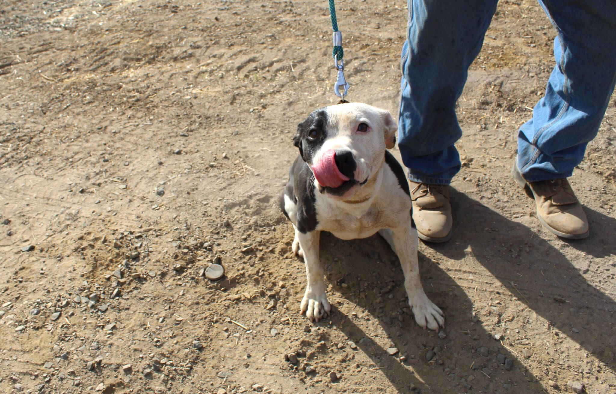 Rescue Ranch Pocket Pittie Has Been Waiting Nearly 2 Years For Her Person
