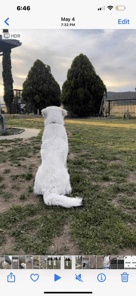 Freya - Rescue Ranch Inc.