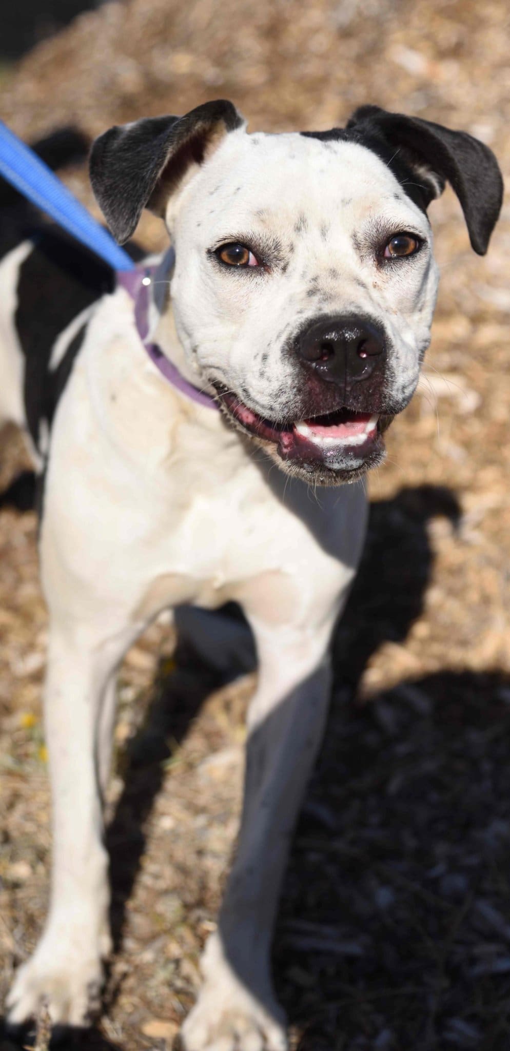 Meet Ella - Rescue Ranch Inc.