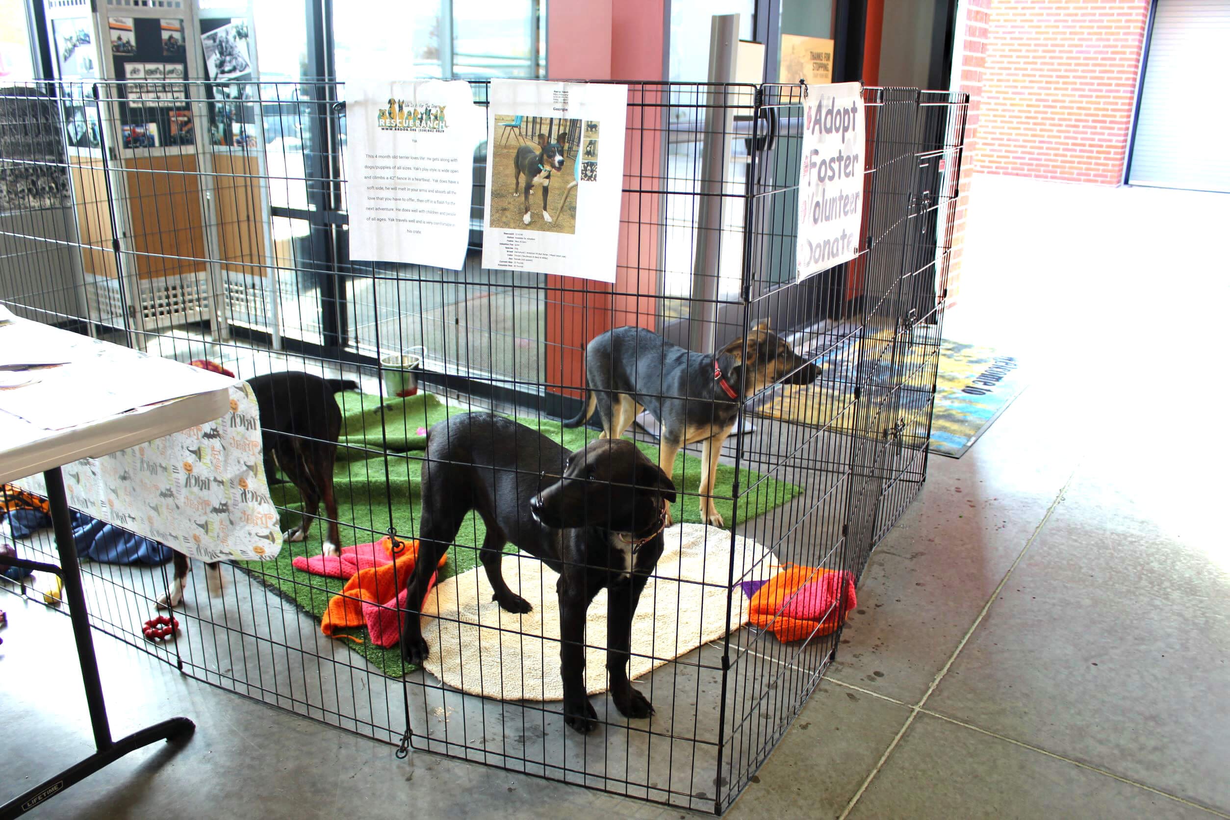RR puppy pen - Rescue Ranch Inc.