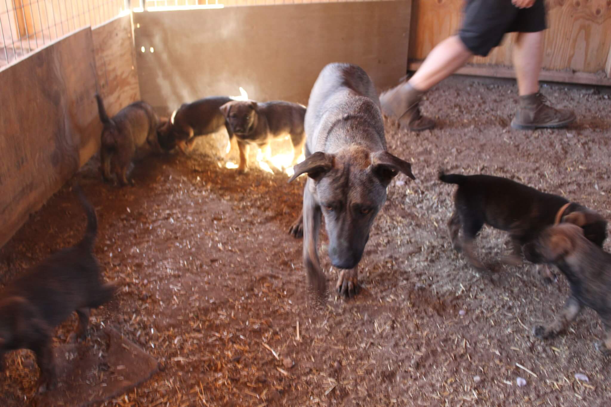 Rescue Ranch Sanctuary_Nursing Momma 3 - Rescue Ranch Inc.