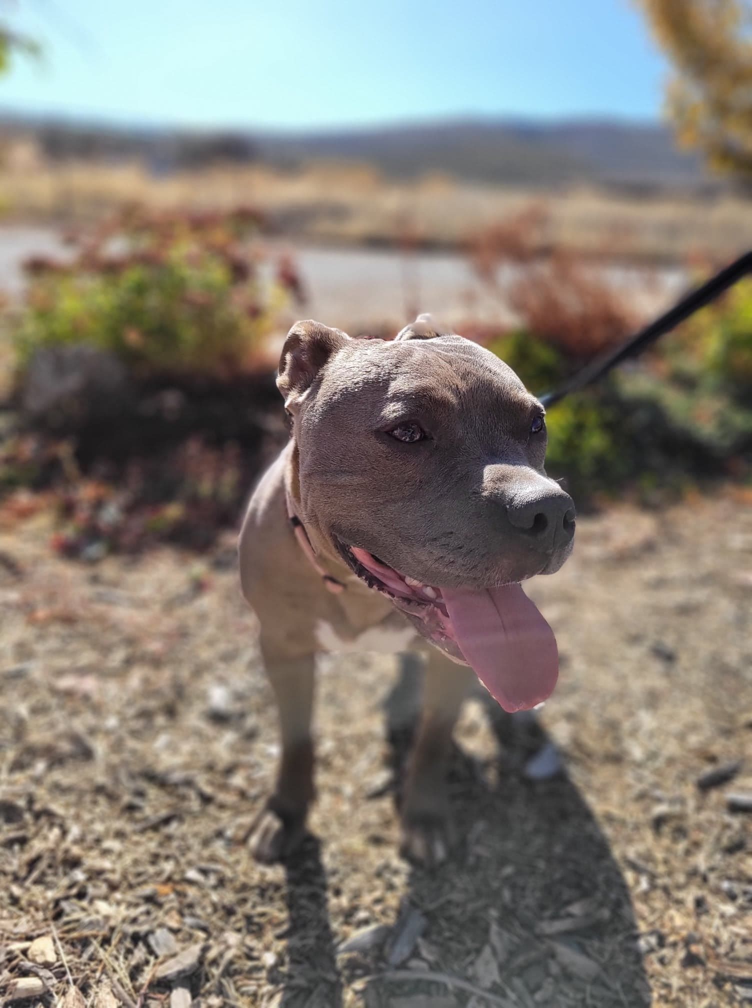 Meet Yoki - Rescue Ranch Inc.