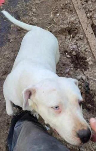 Snowball - Rescue Ranch Inc.