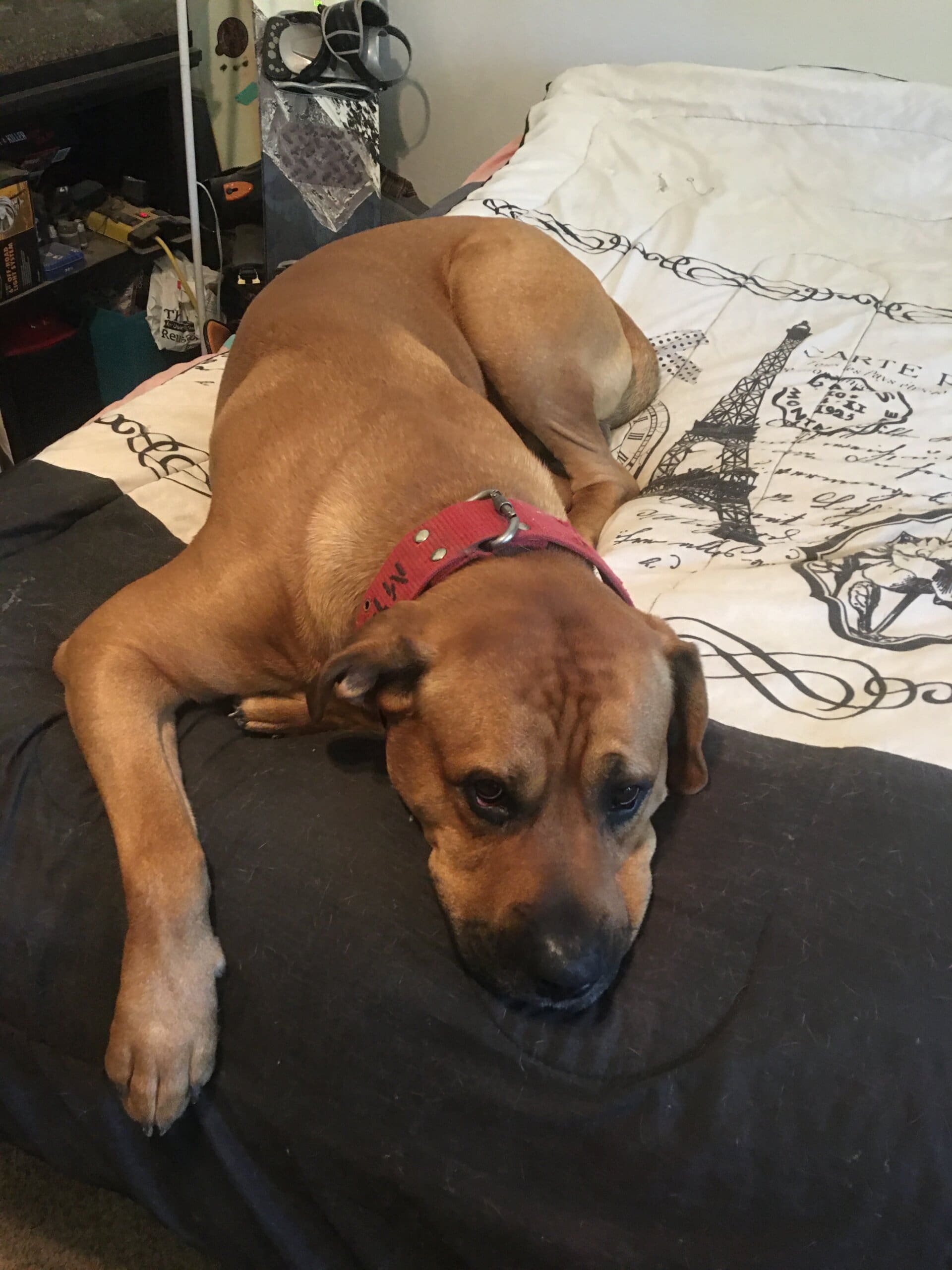 Zeus - Rescue Ranch Inc.