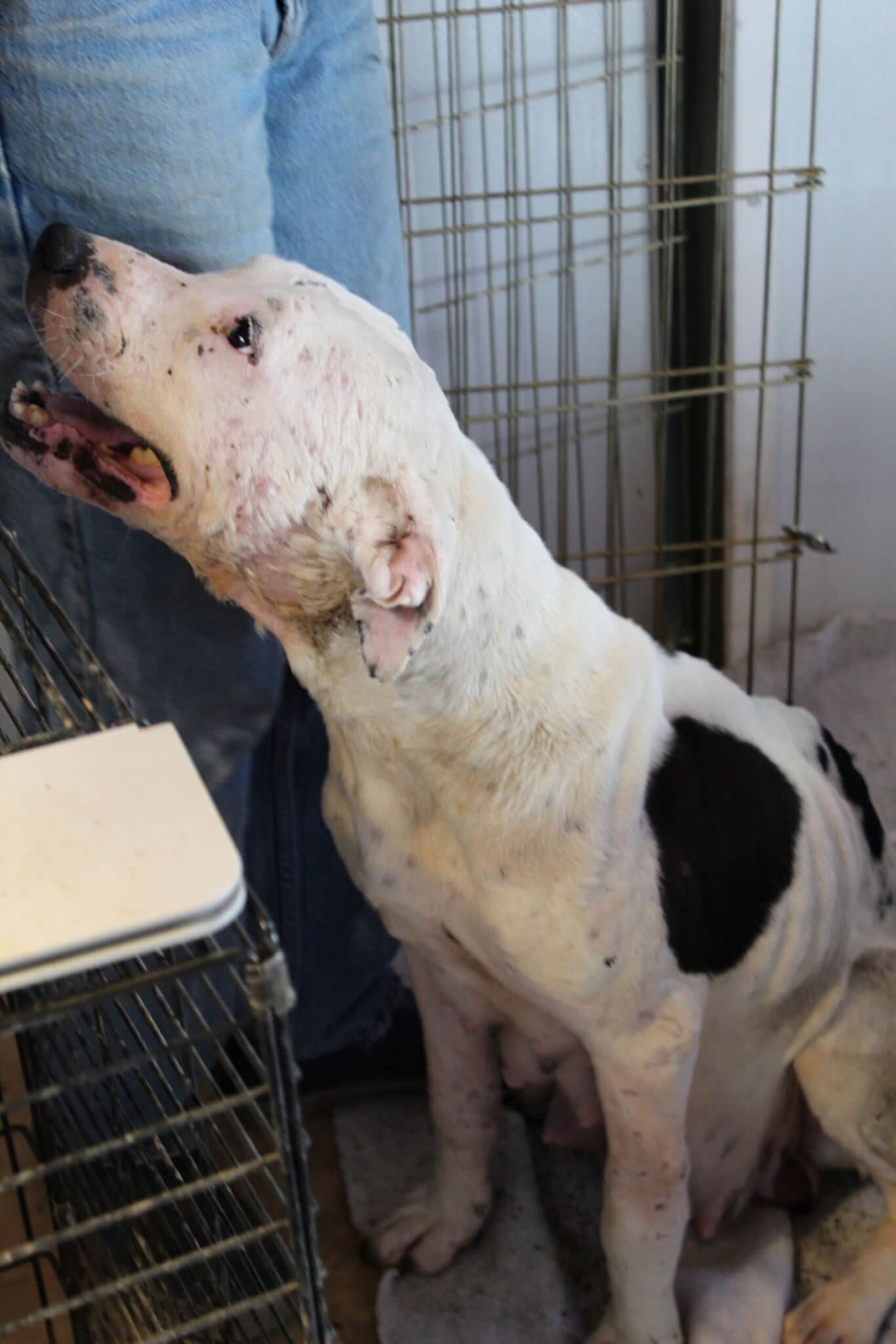 Emaciated dog safe with litter of 6 pups at Rescue Ranch Sanctuary