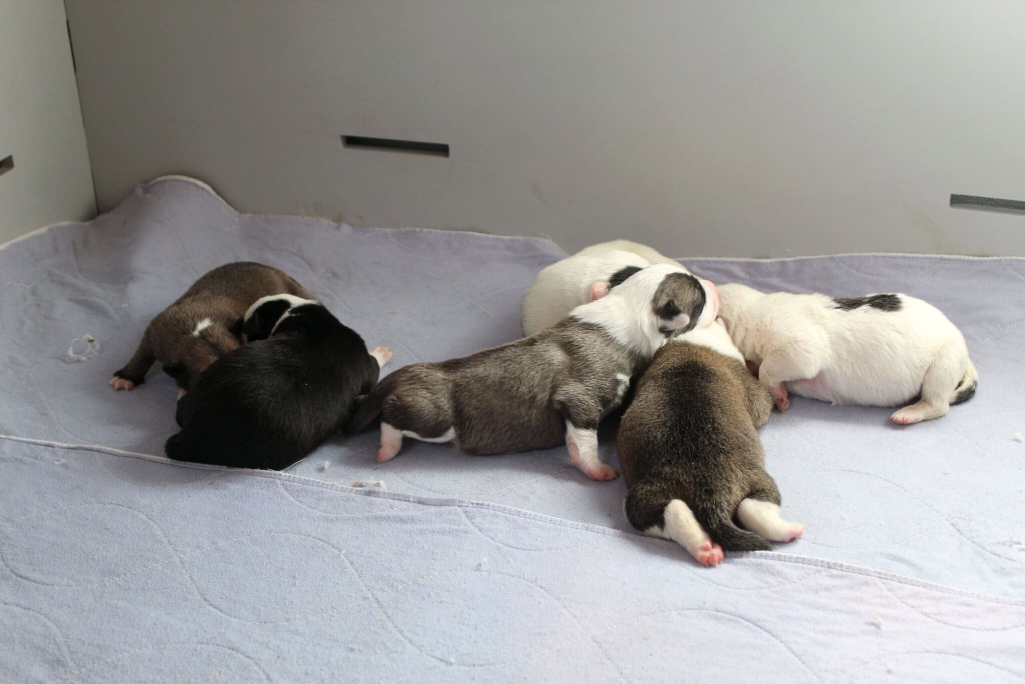 Emaciated dog safe with litter of 6 pups at Rescue Ranch Sanctuary