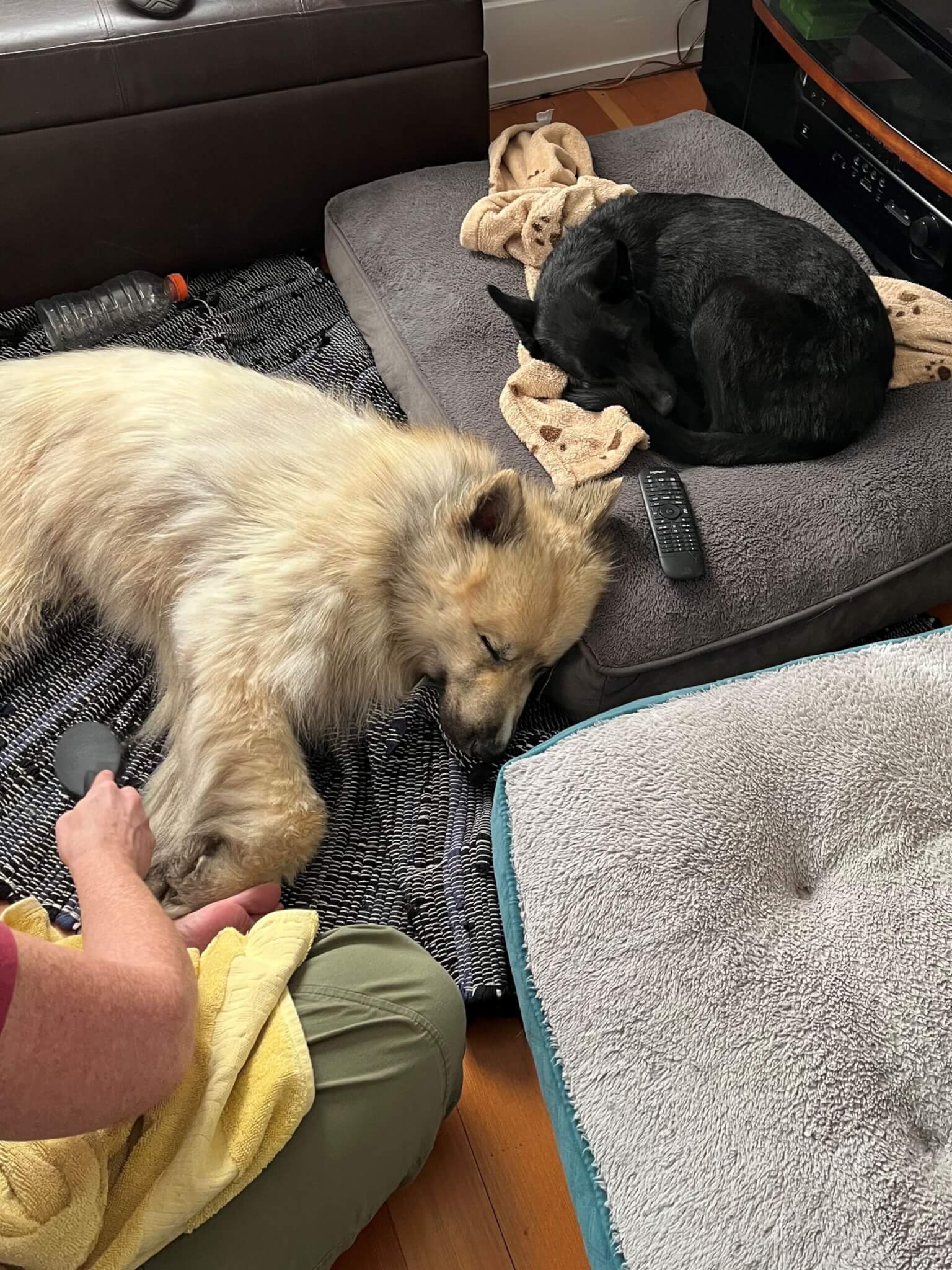 Young Husky Amputee_Atlas_getting brushed and Stella sleeping - Rescue ...