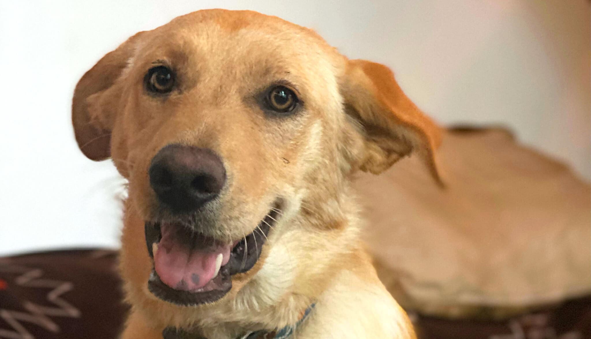 3 stray dogs rescued last summer learning to accept humans at their own ...