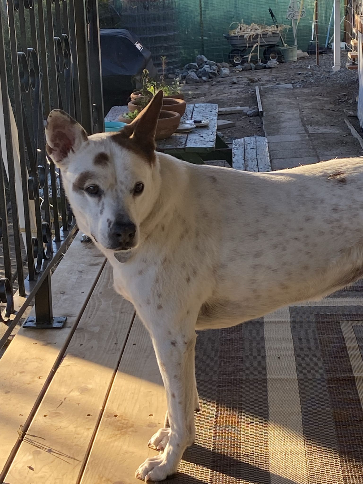 Zoe - Rescue Ranch Inc.