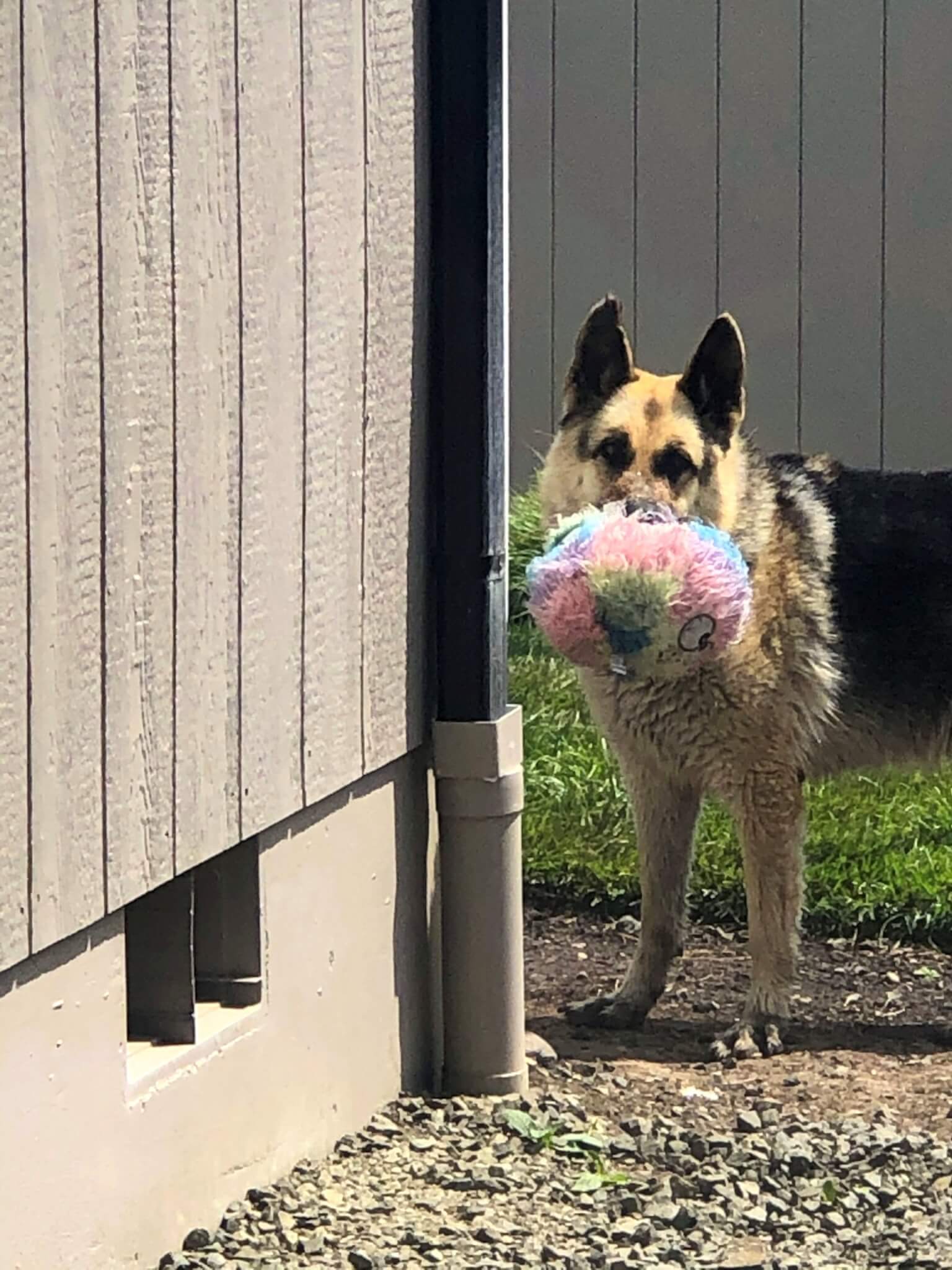 Cleo with her favorite plush toy ball - Rescue Ranch Inc.