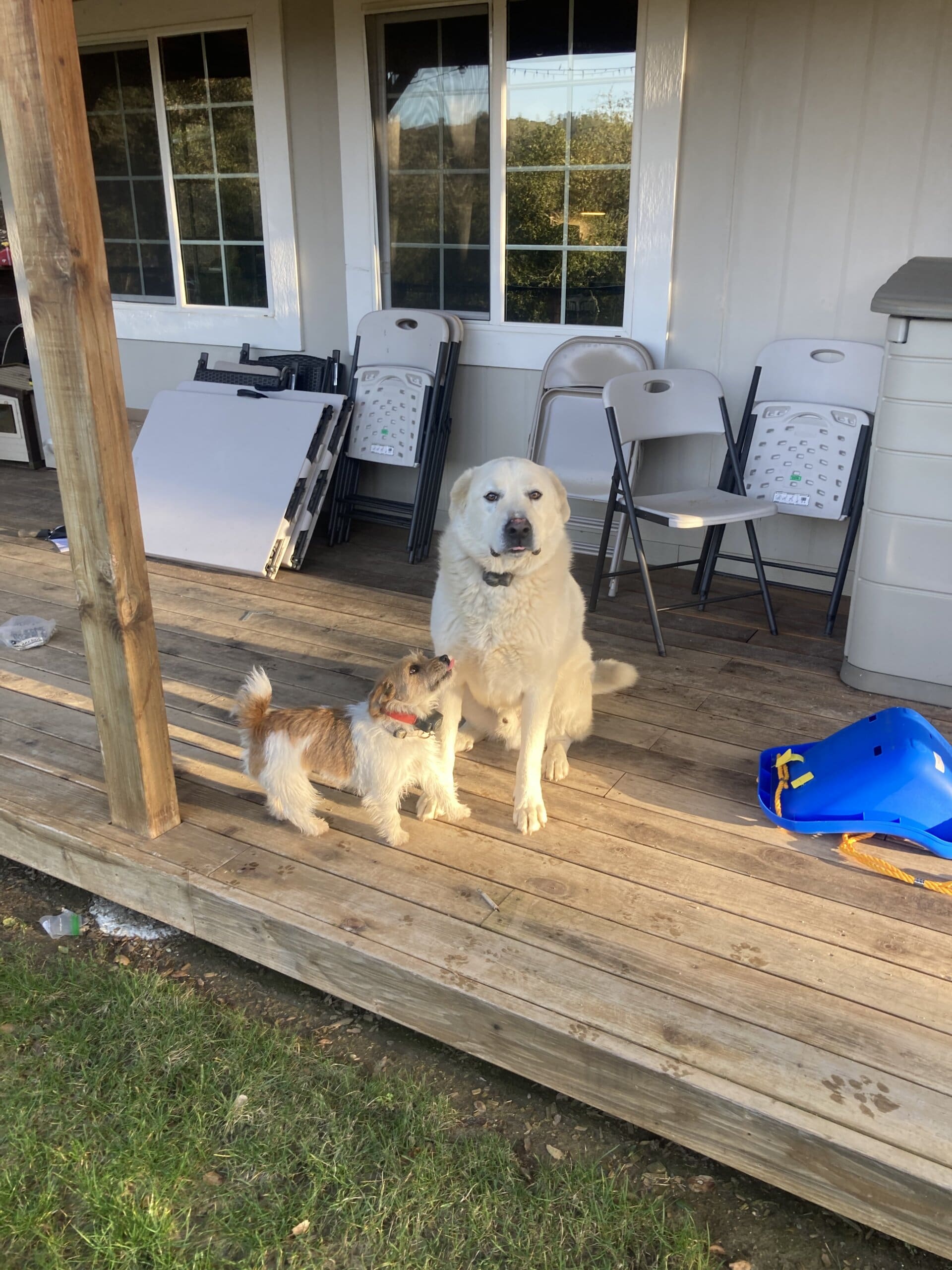 Great Family Guardian dog. - Rescue Ranch Inc.