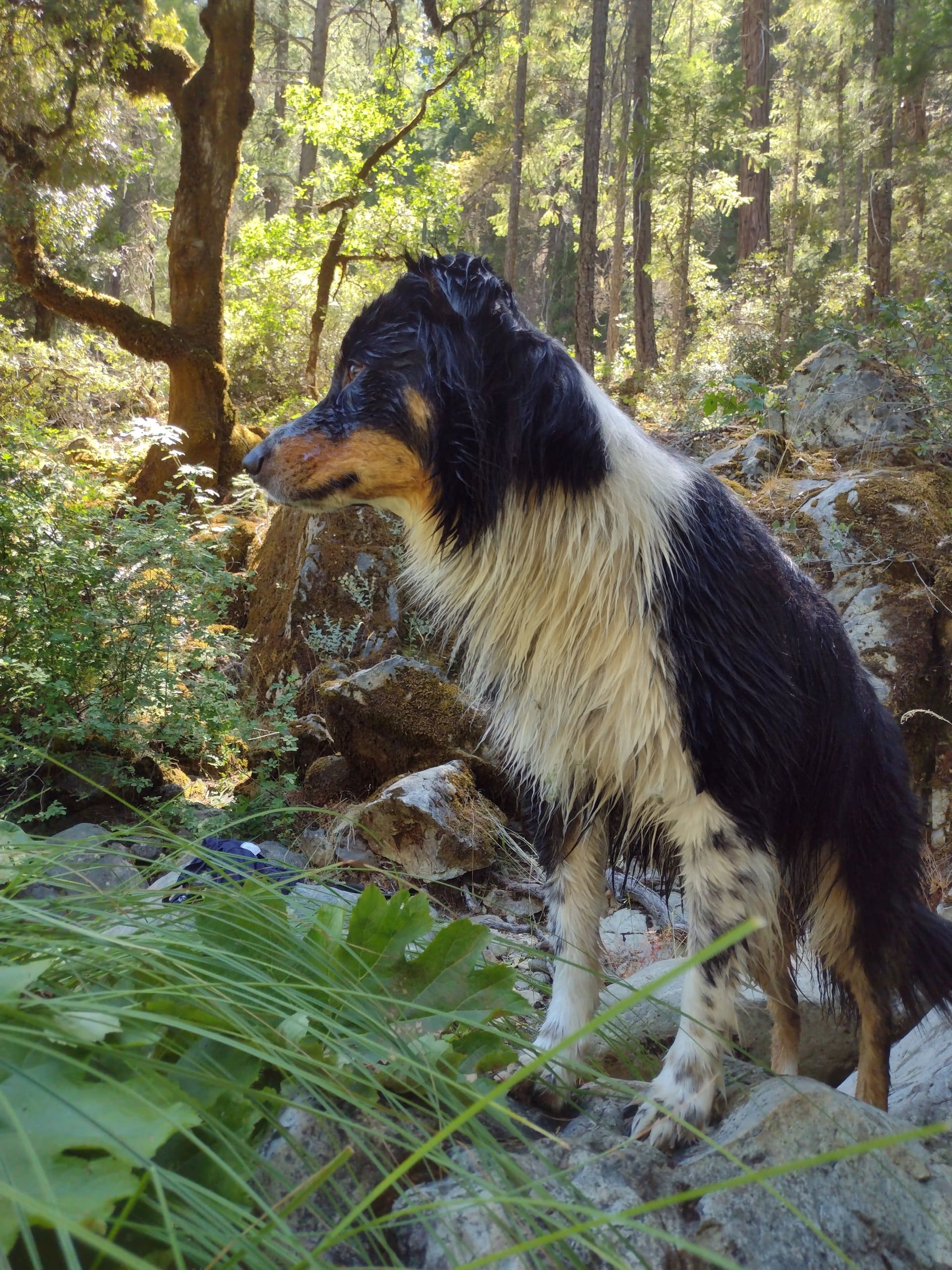 Oddie- a great dog! - Rescue Ranch Inc.